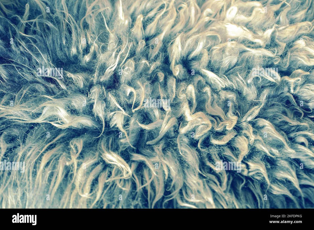 Sheep skin structure.Close up of sheep fur Stock Photo - Alamy