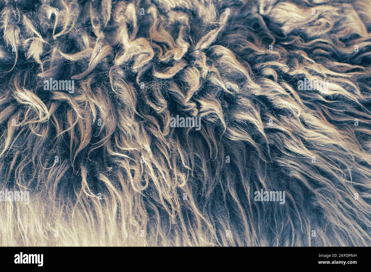 Sheep skin structure.Close up of sheep fur Stock Photo - Alamy