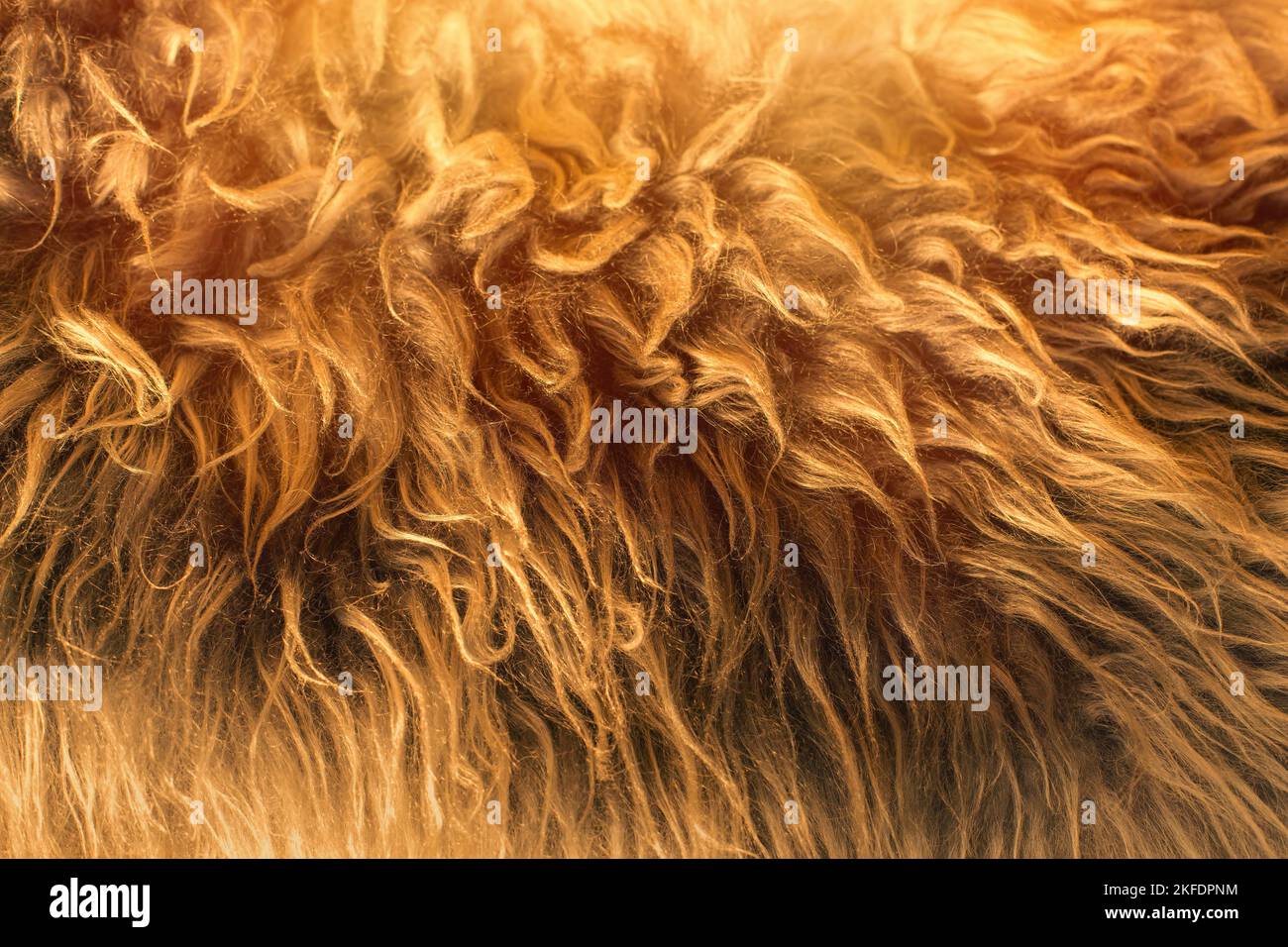 Sheep skin structure.Close up of sheep fur Stock Photo - Alamy
