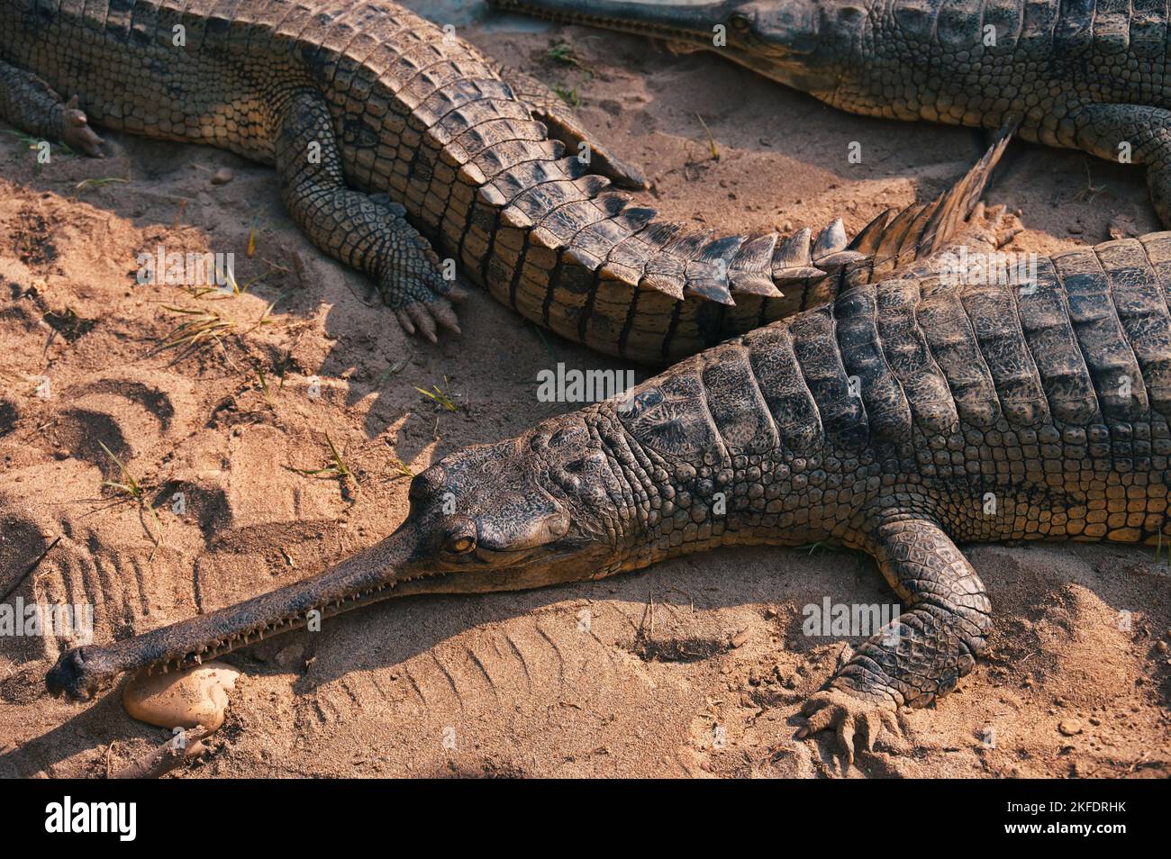 Gharial crocodiles hi-res stock photography and images - Alamy