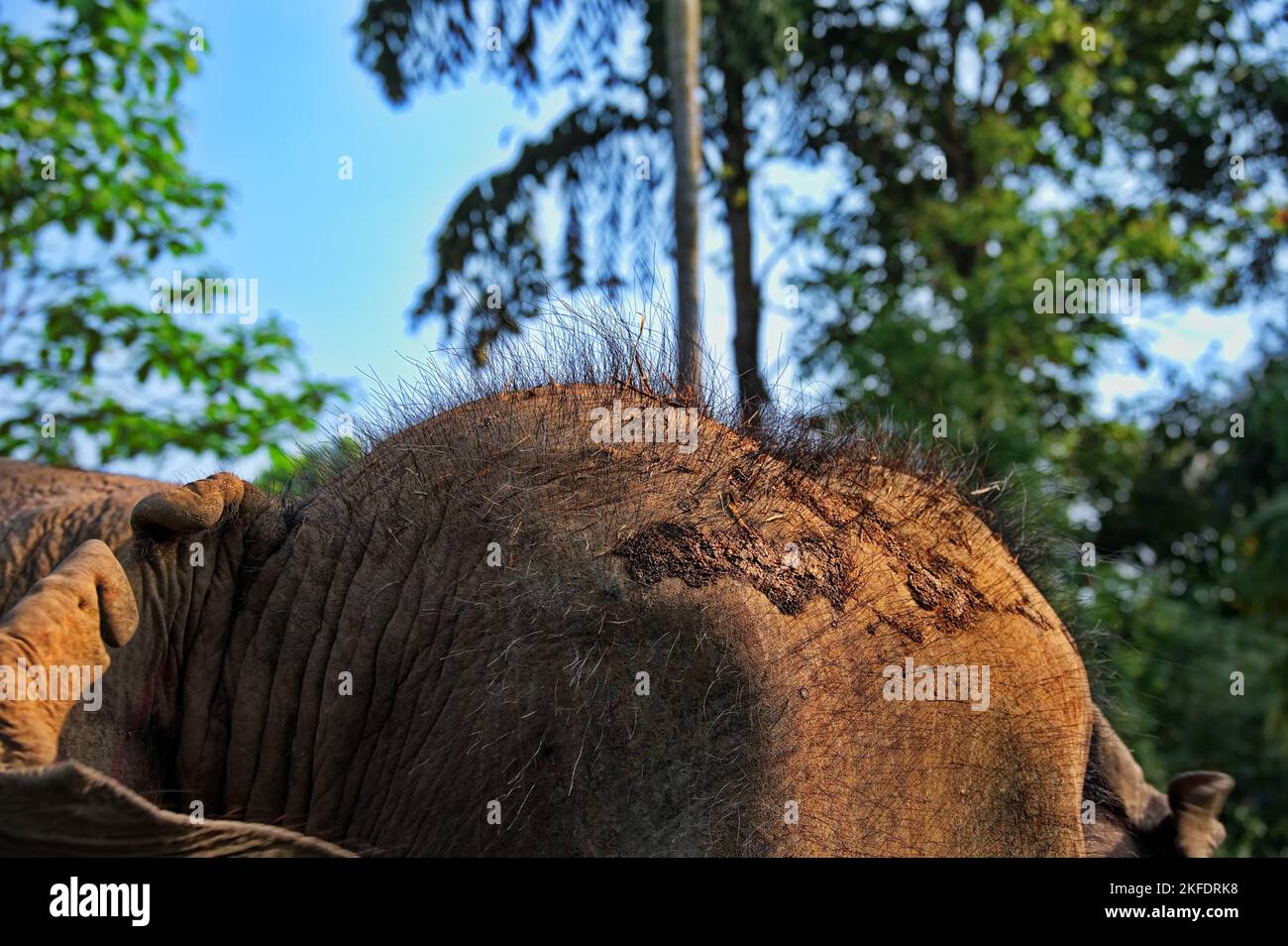 Elephants hair hi-res stock photography and images - Alamy
