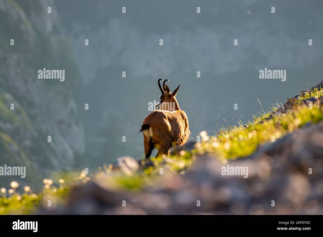 Chamois in Julian alps, Slovenia Stock Photo - Alamy