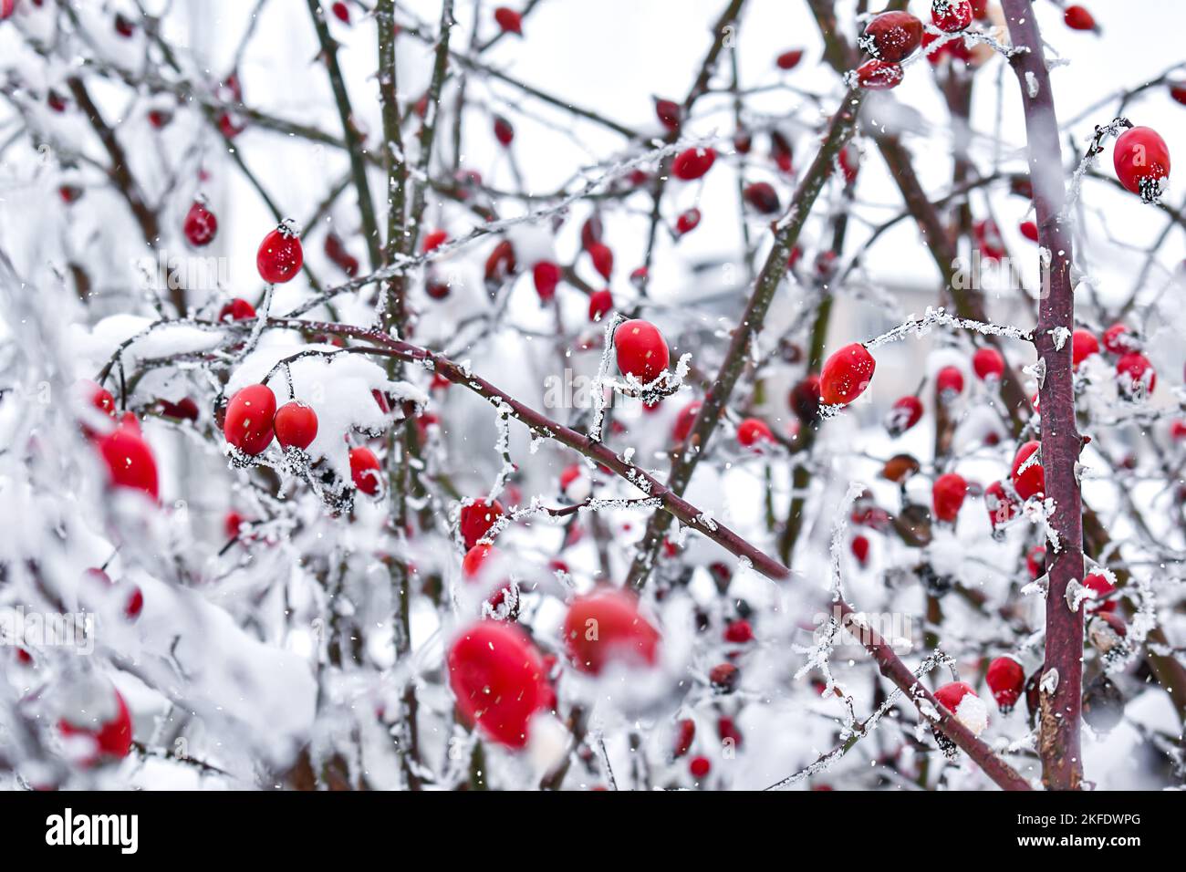Rose hips covered in frost hi-res stock photography and images - Alamy