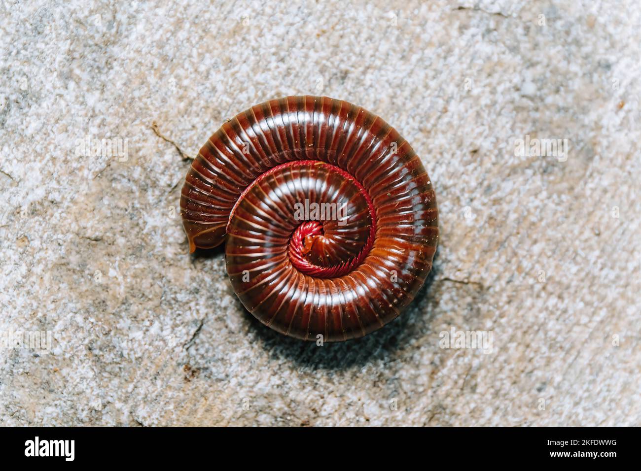 Millipedes leaves hi-res stock photography and images - Alamy