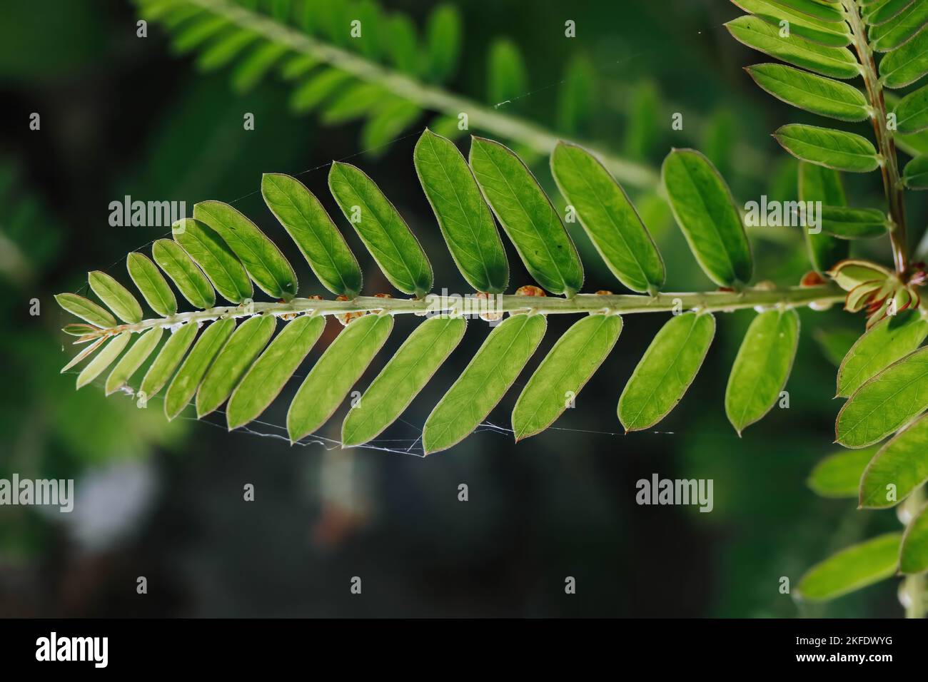 Macro shot of a green fern leaves with very details texture and narrow ...