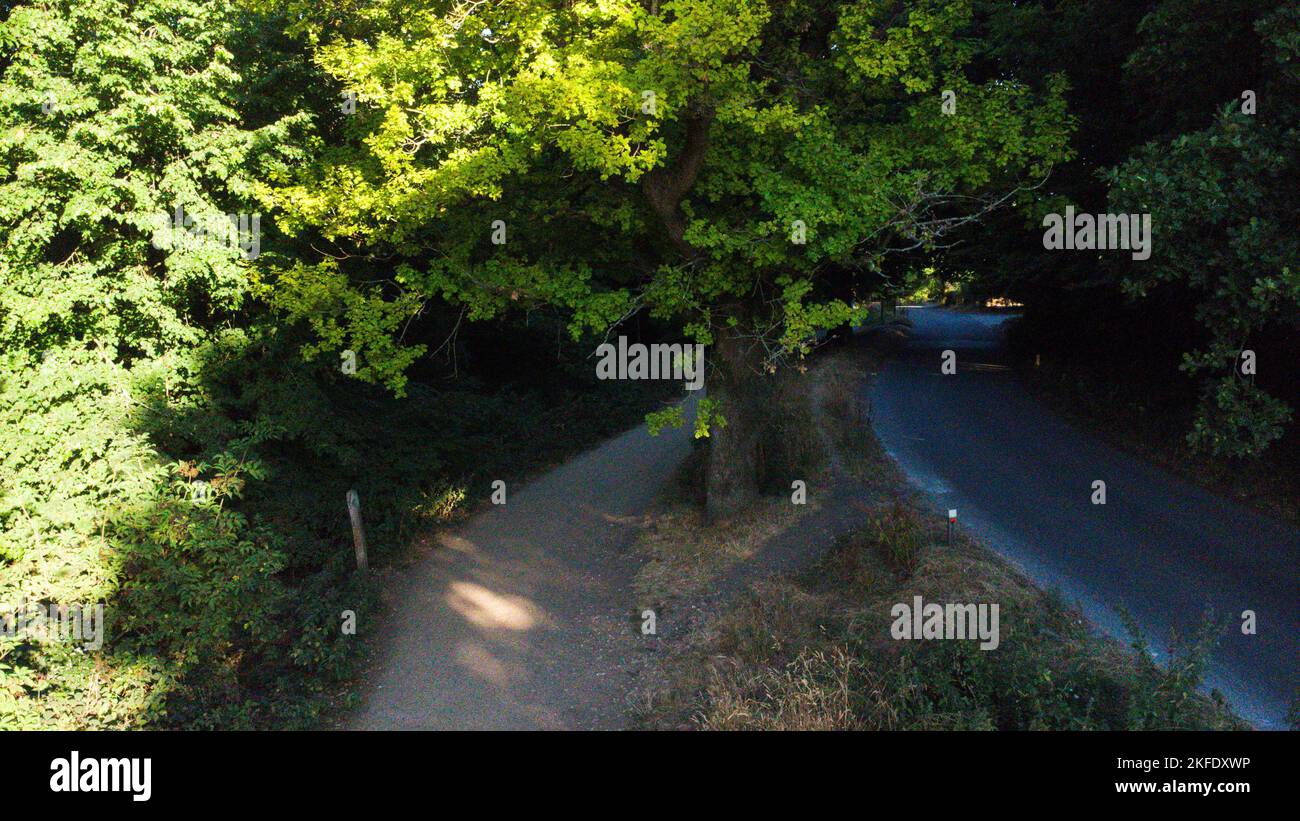A big old tree standing in the middle of the two trail intersection in ...