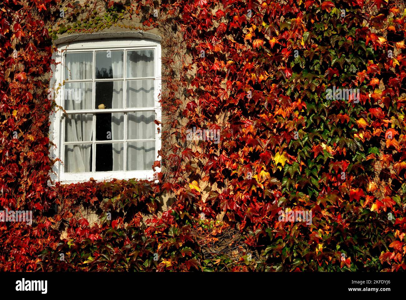 White window surrounded by red Viginia creeper Stock Photo - Alamy