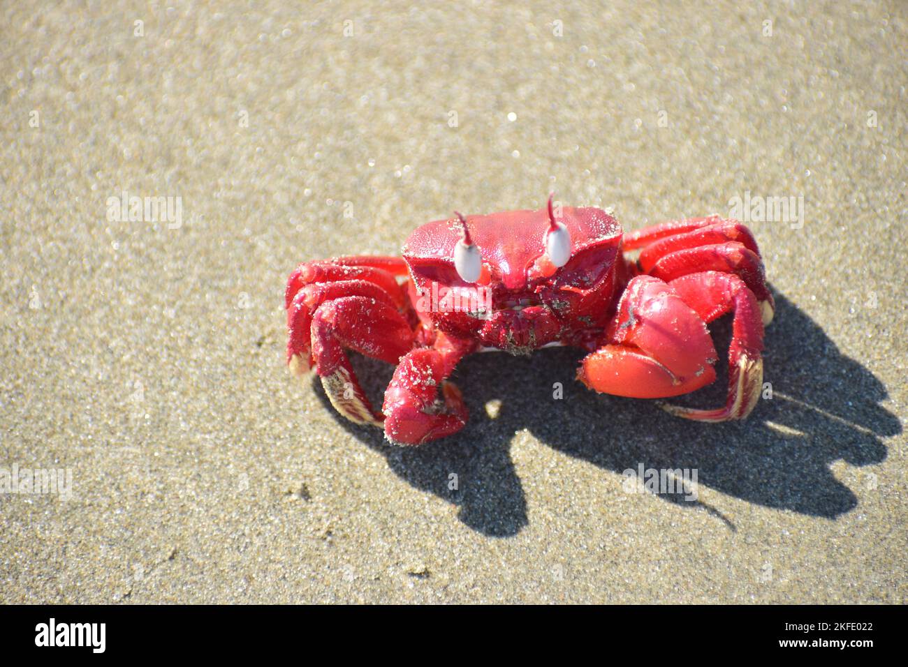 Red Crab also known as Christmas Island Red Crab or the Atlantic Deep ...