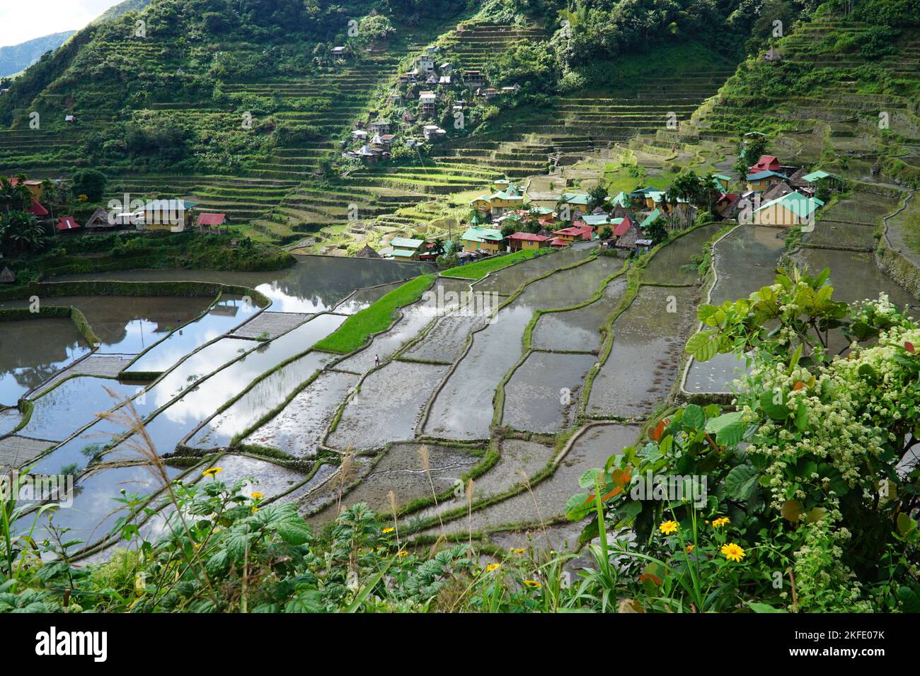 A beautiful view of Rice Terraces of the Philippine Cordilleras with ...