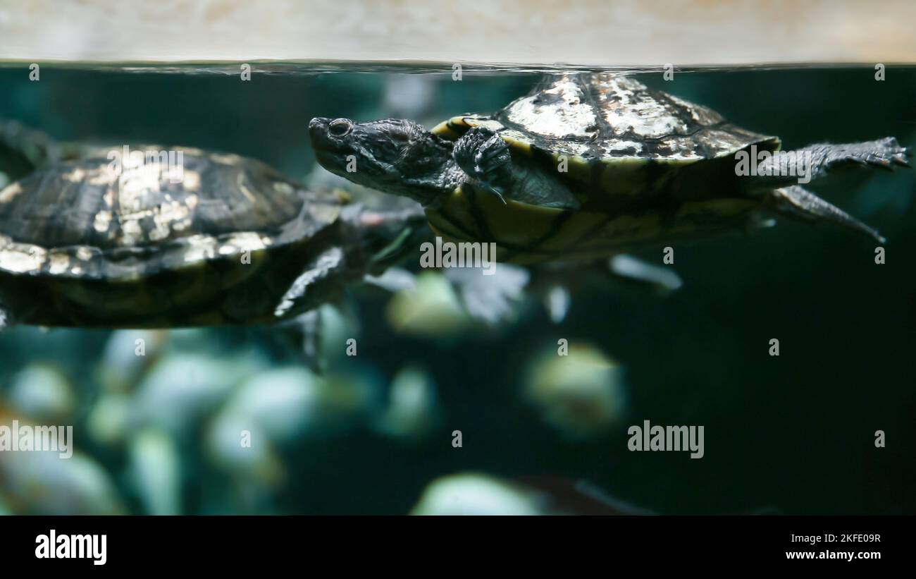 red-eared turtle from the family of American freshwater turtles Stock ...