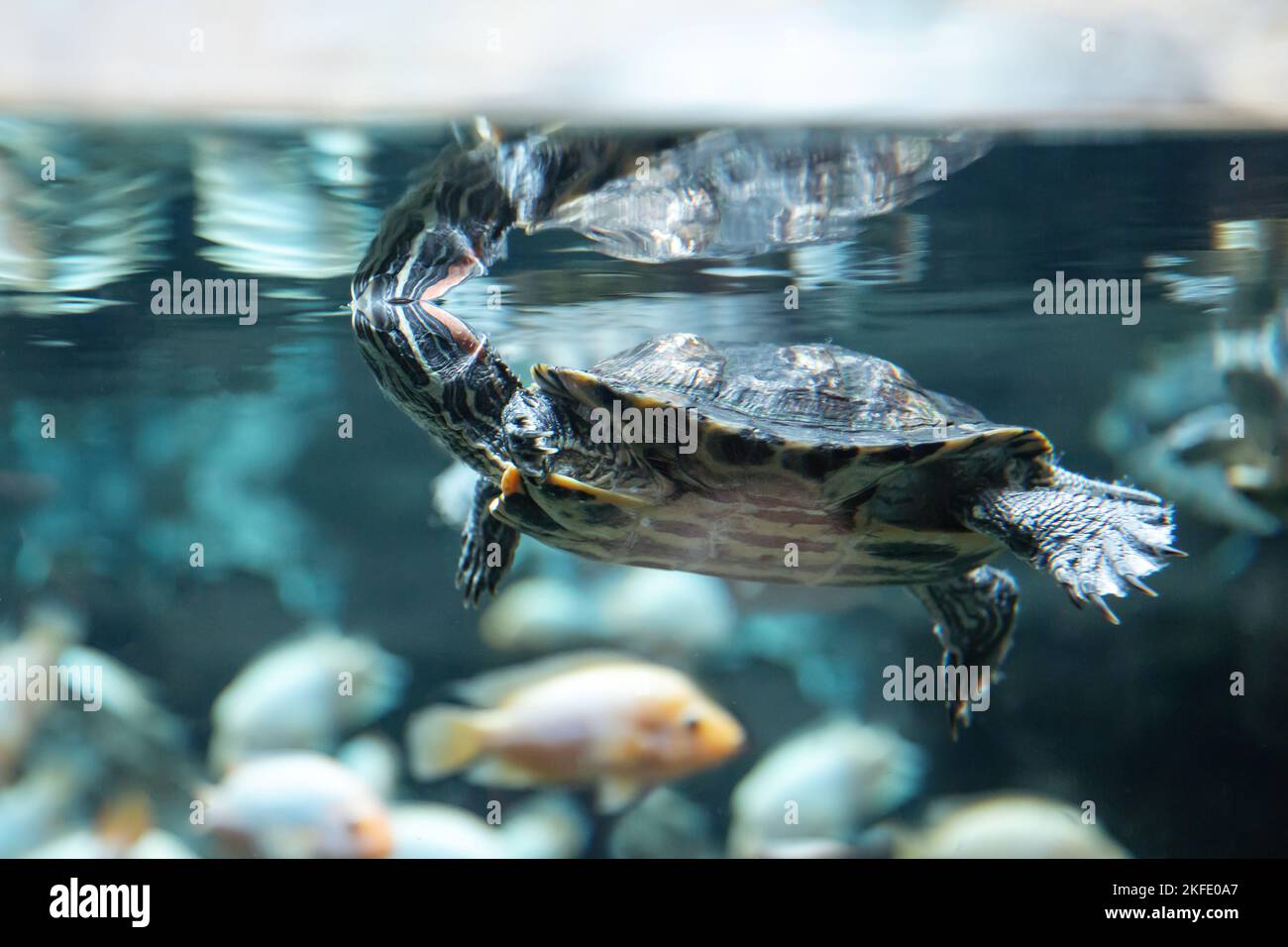 group of red-eared turtles from the family of American freshwater ...