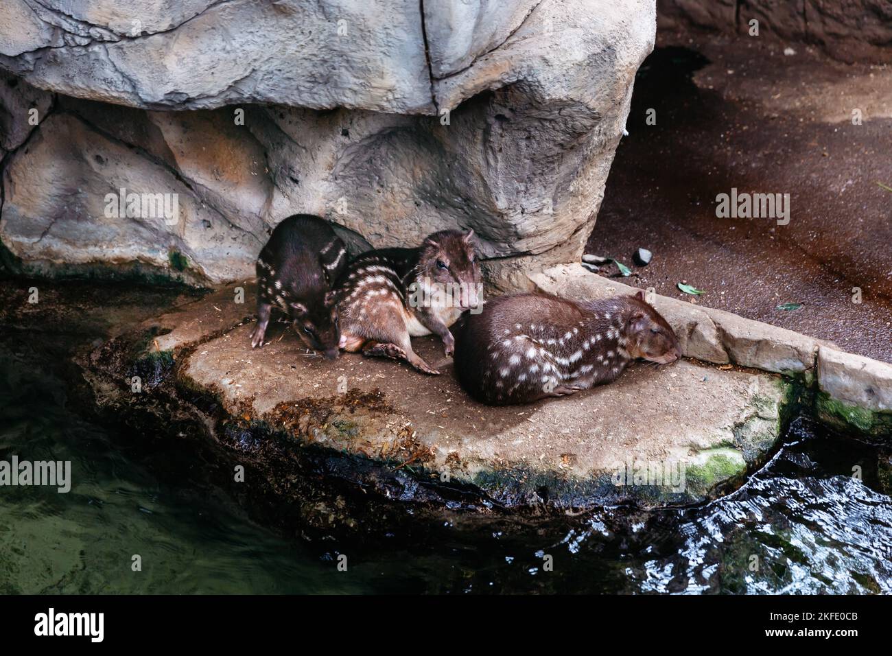 Paca rodent hi-res stock photography and images - Alamy