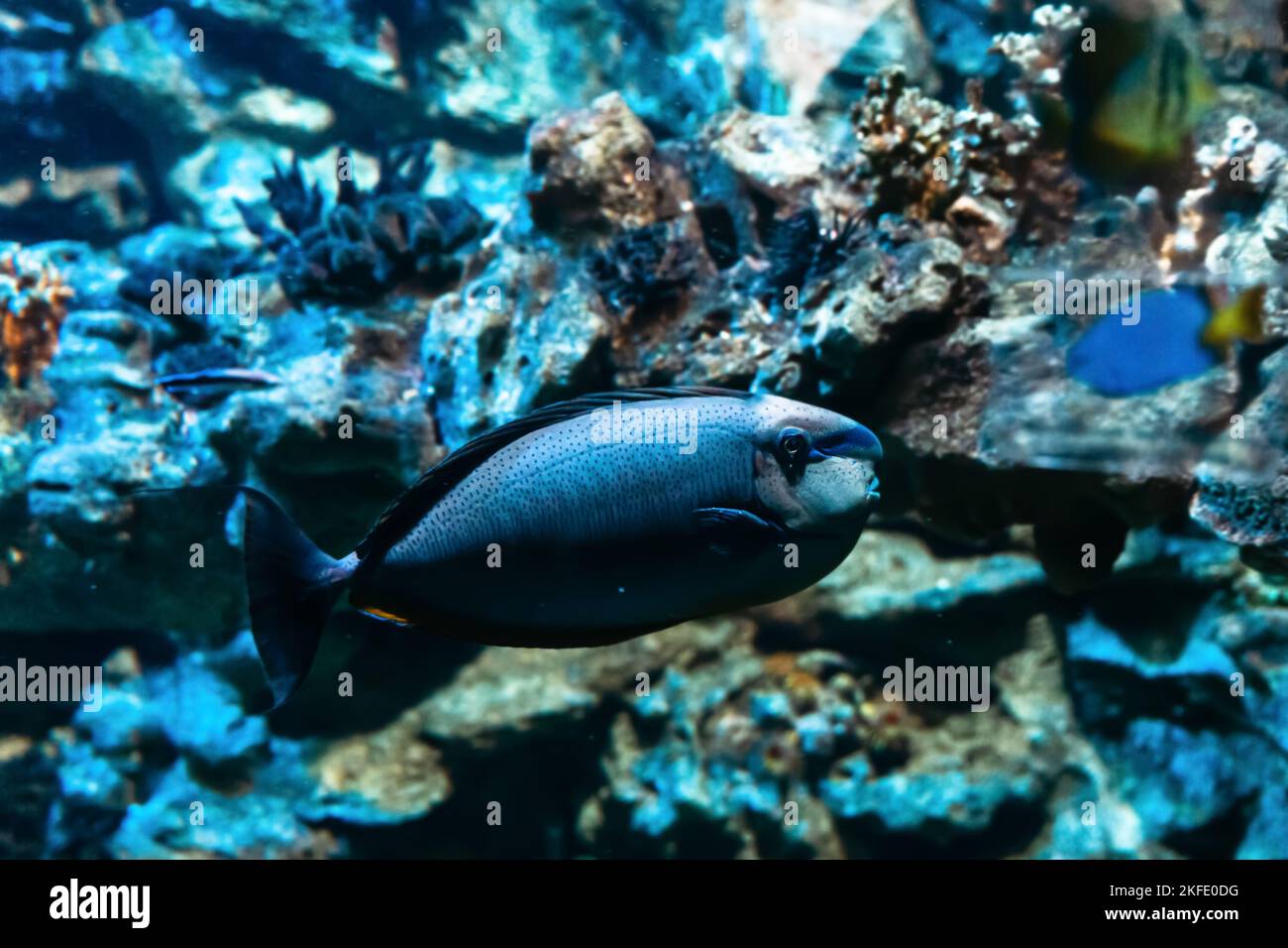 fish at the bottom of a marine aquarium Stock Photo - Alamy