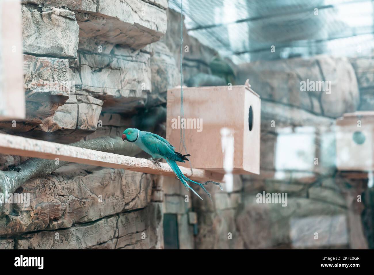 small ringed parrot . lat. Psittacula krameri - in the zoo Stock Photo ...