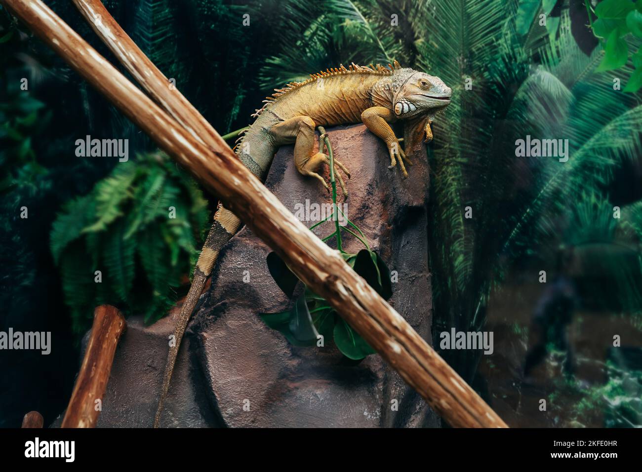 close up. common green iguana in a terrarium Stock Photo - Alamy