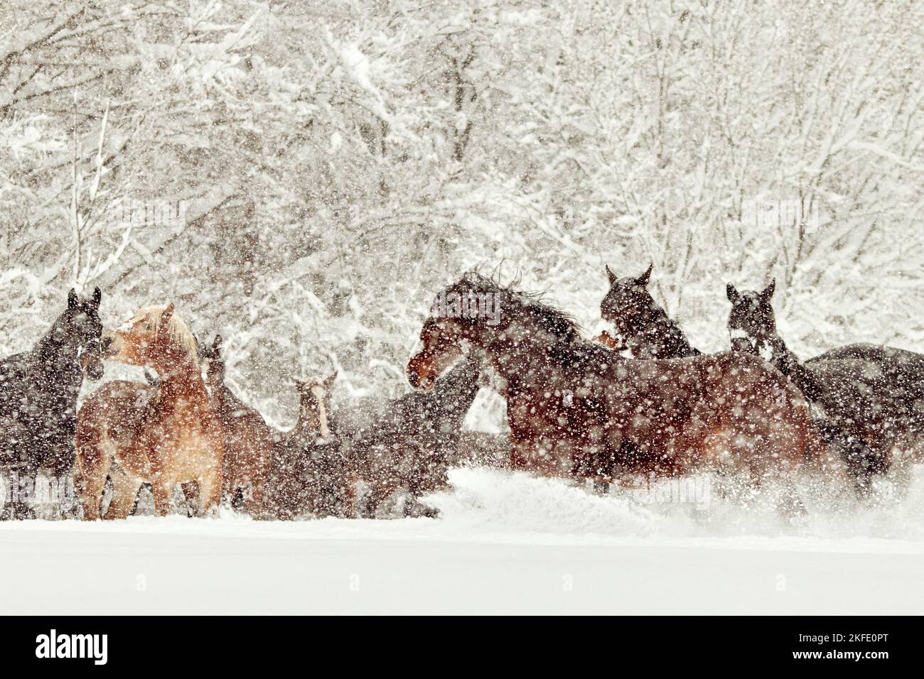 A scenic view of a herd of horses walking in a field covered by snow ...