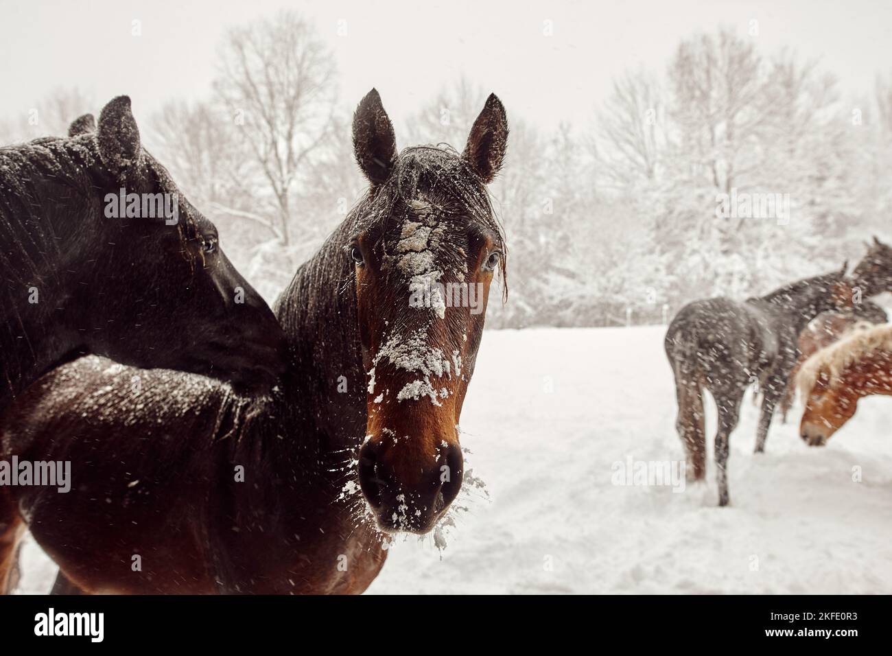 A scenic view of a herd of horses walking in a field covered by snow ...