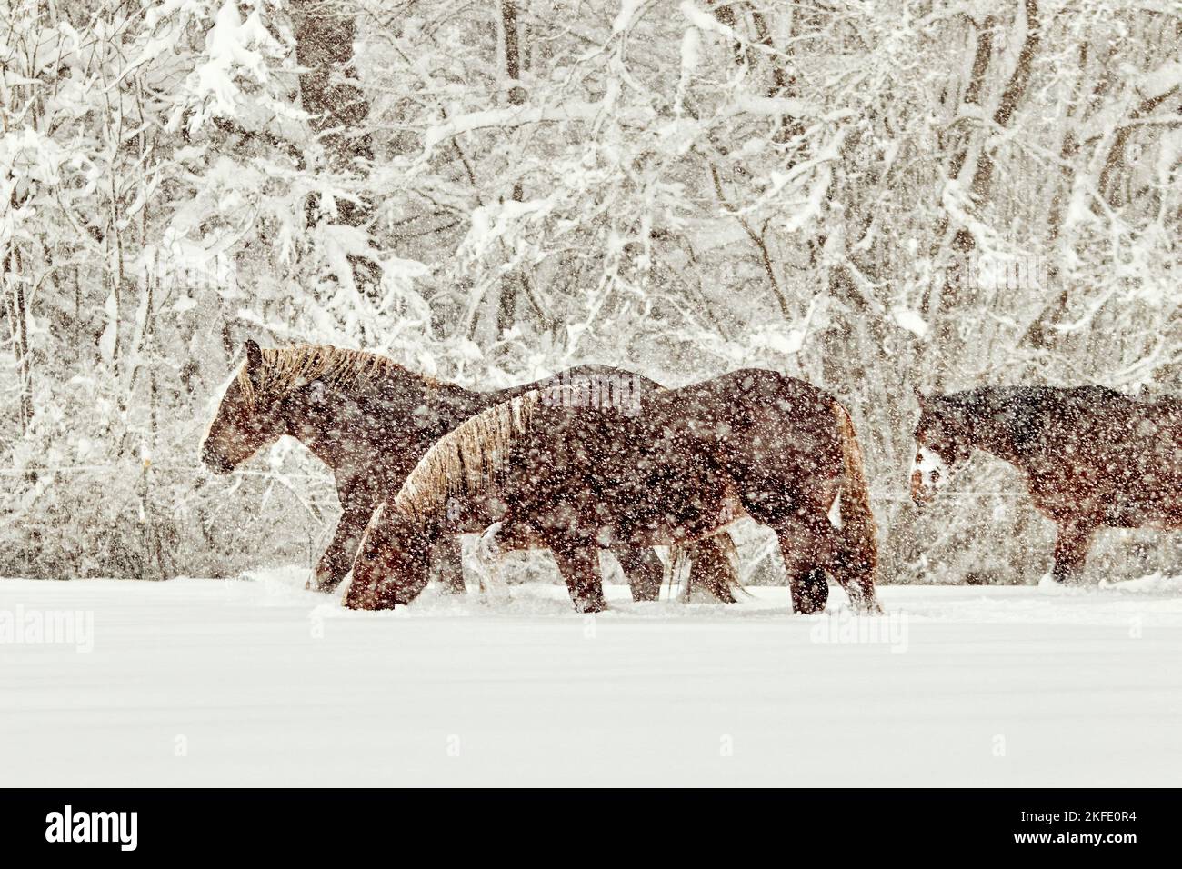 A scenic view of a herd of horses walking in a field covered by snow ...