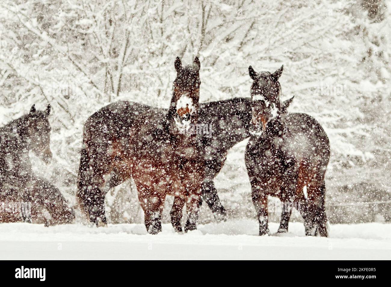 A scenic view of a herd of horses walking in a field covered by snow ...