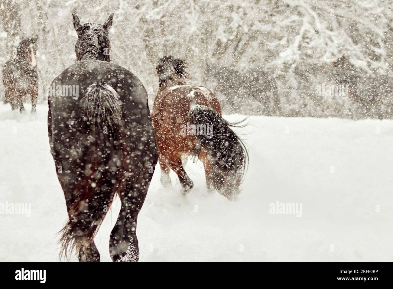A scenic view of a herd of horses grazing in a field covered by snow ...