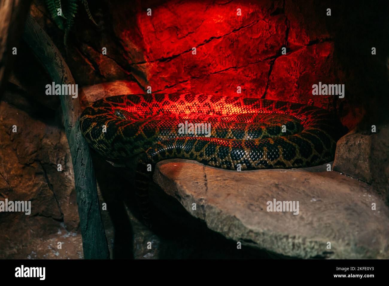 Paraguayan Anaconda on rocks in a terrarium Stock Photo - Alamy
