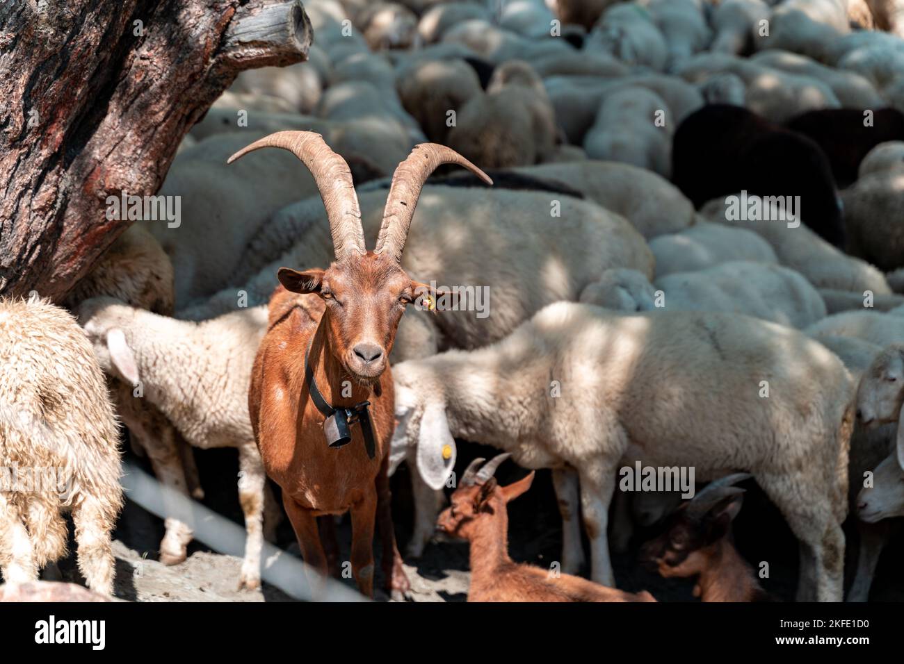 A closeup of a goat with its herd in a farm Stock Photo - Alamy