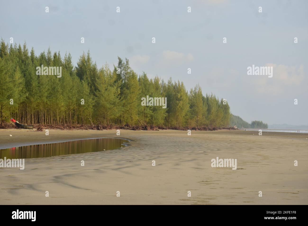 Equisetifolia Tree in Sea Beach Stock Photo - Alamy