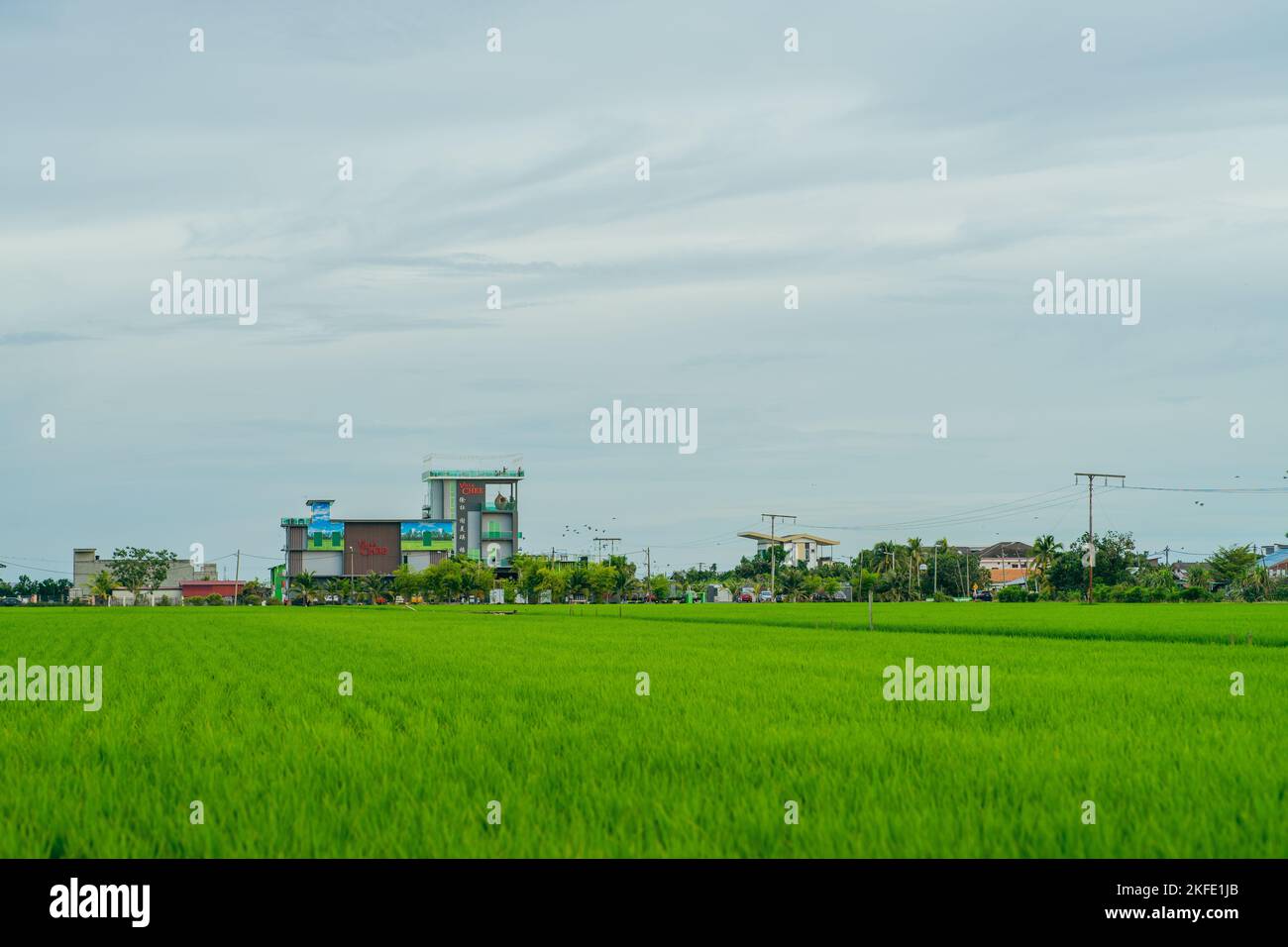 Sekinchan paddy field hi-res stock photography and images - Alamy