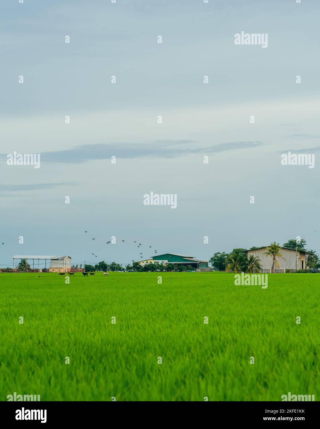 Sekinchan, Malaysia - Oct 5, 2022 Rural township near the paddy field ...