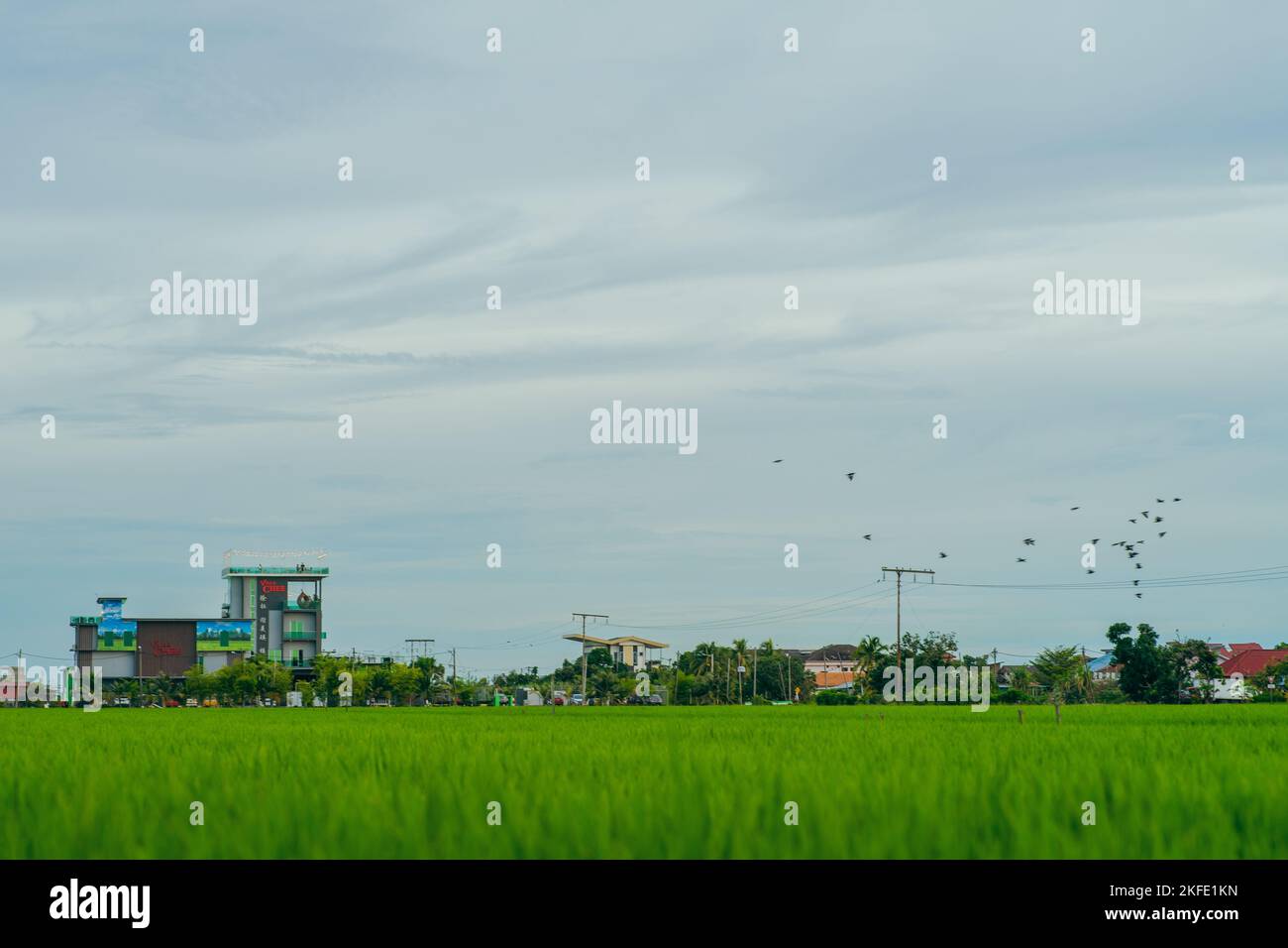 Sekinchan paddy field hi-res stock photography and images - Alamy