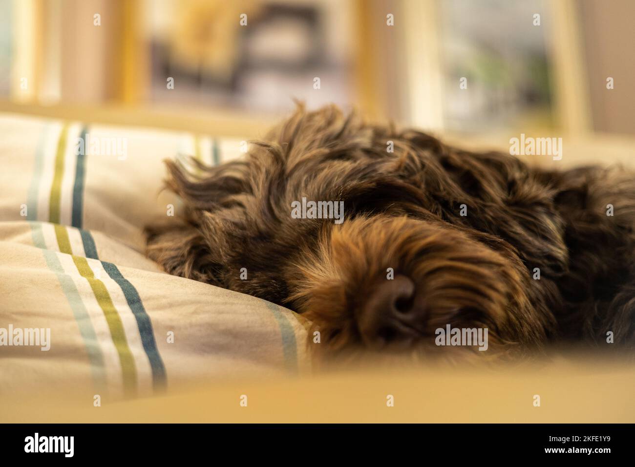 Labradoodle sleeping hi-res stock photography and images - Alamy