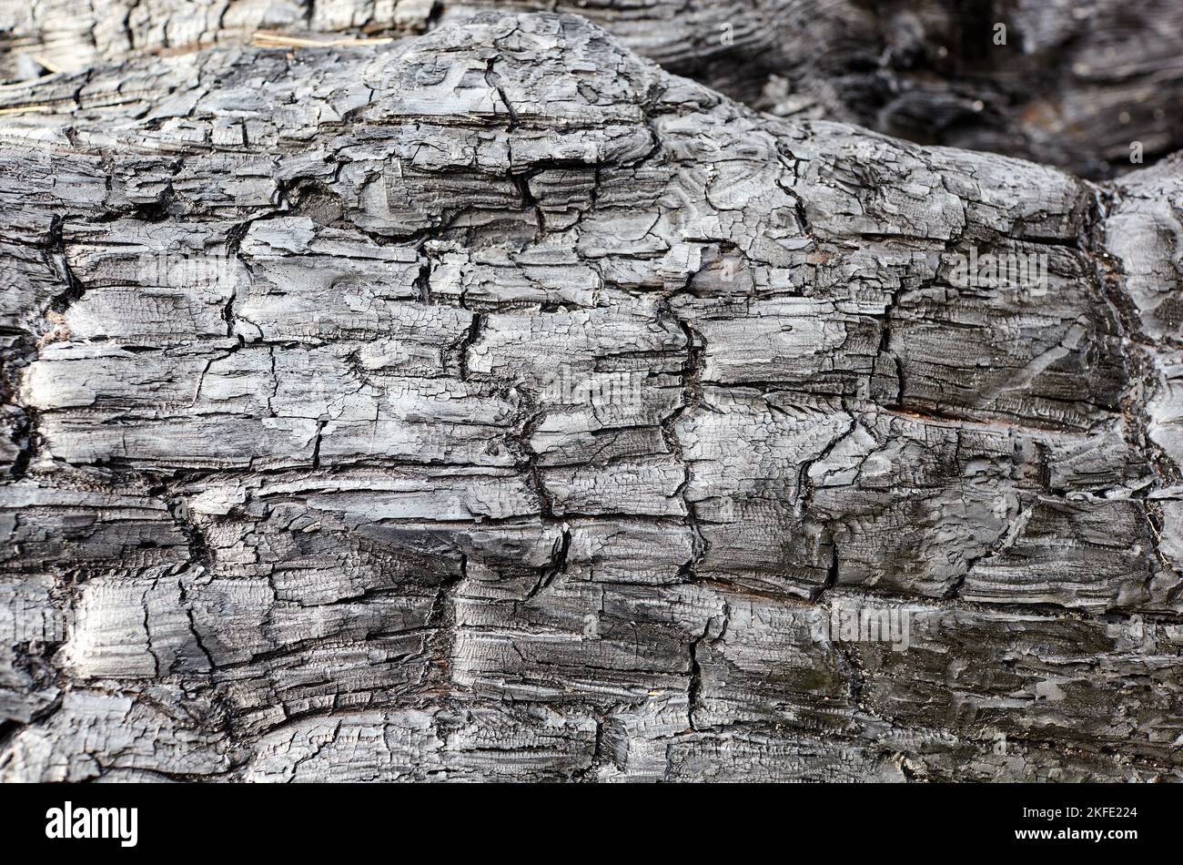 Burnt tree bark background. Tileable texture of burnt wood. Selective ...