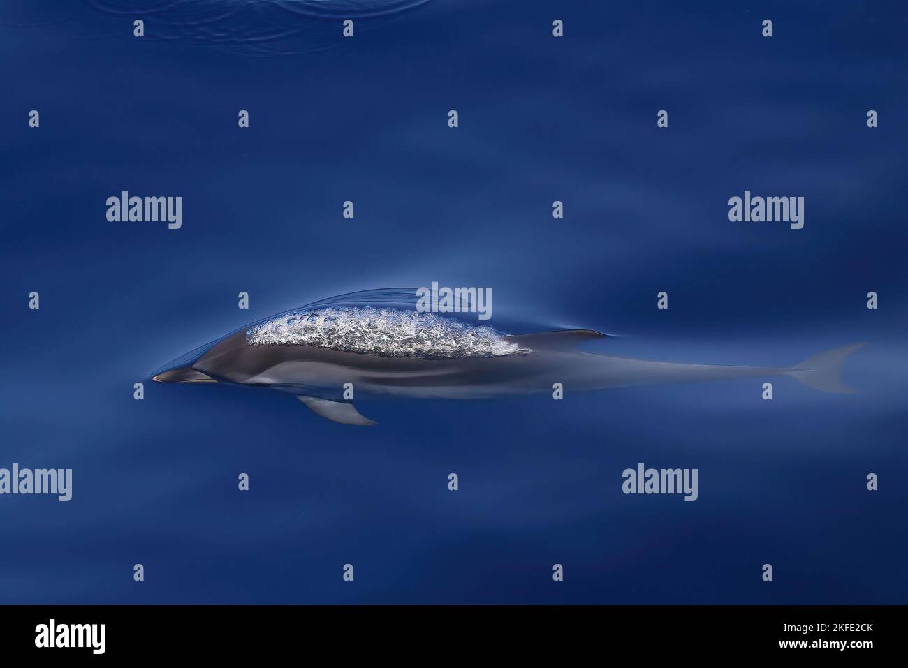 Stenella striata hi-res stock photography and images - Alamy