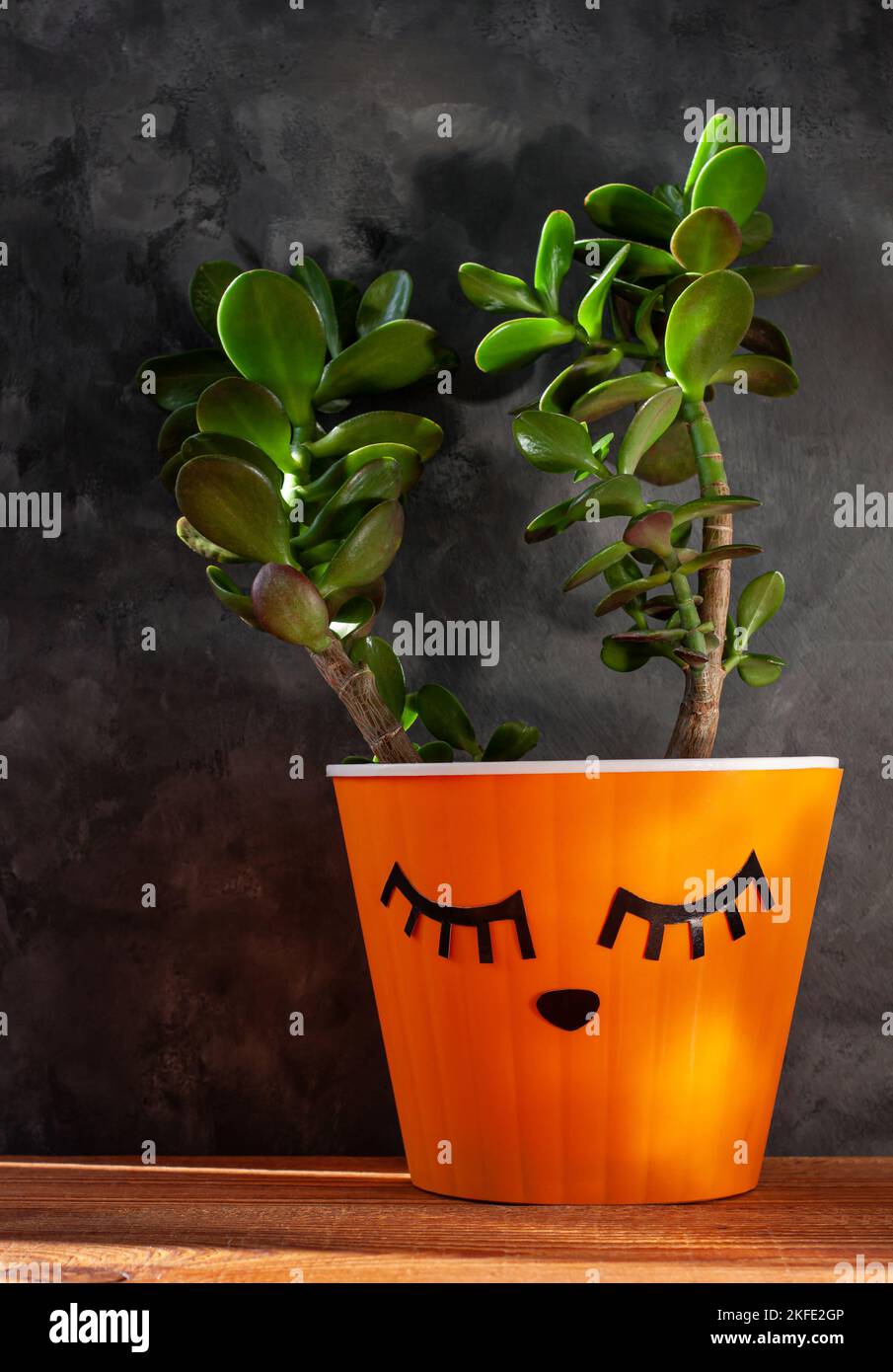 Succulent plant in orange pot. Creative reindeer with green horns in ...