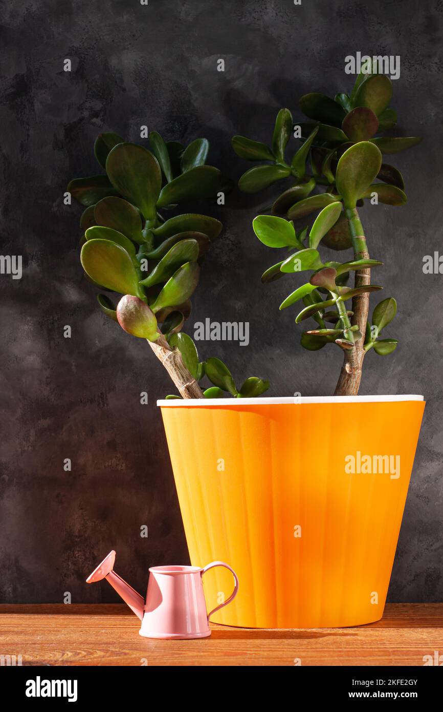 Succulent plant in orange pot. Creative Money tree with green leaves in ...