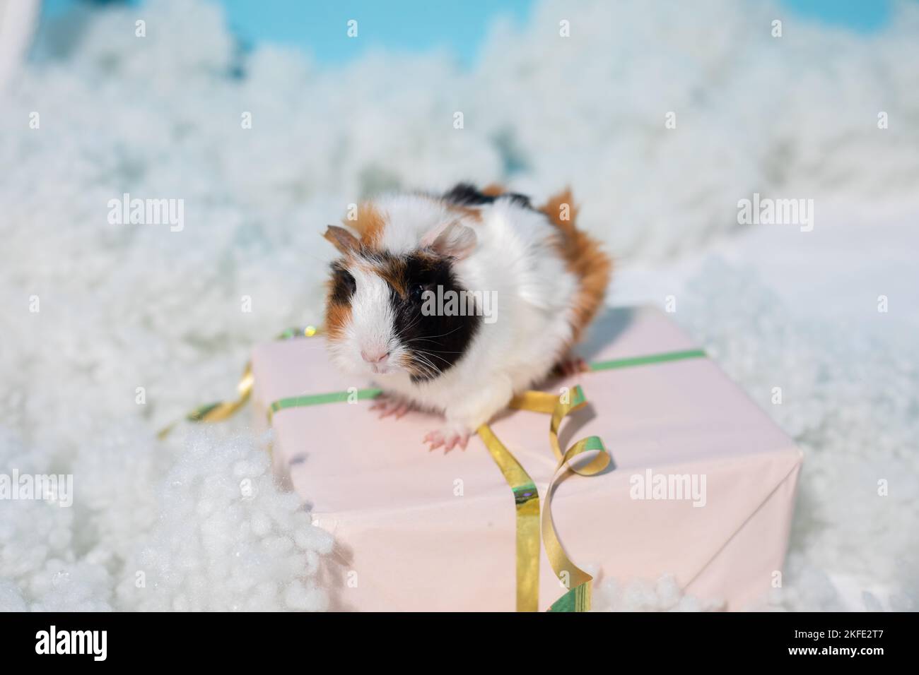 Tricolored ribbon hi-res stock photography and images - Alamy