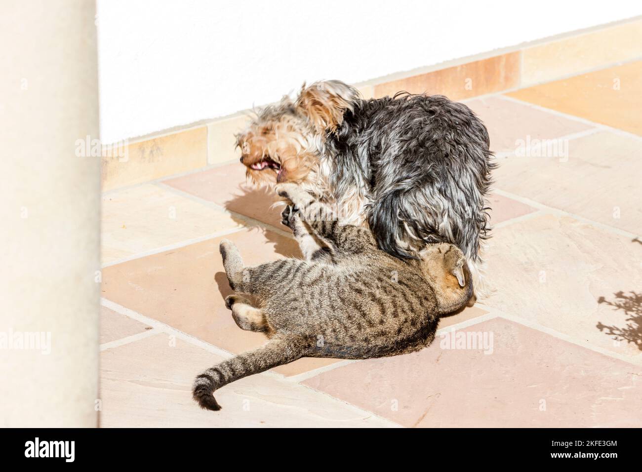 fight between cat and dog Stock Photo - Alamy