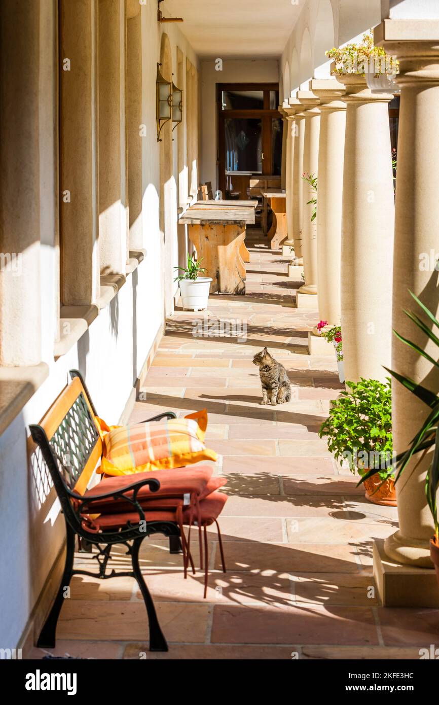 a cat at the door step in a sunny day Stock Photo - Alamy