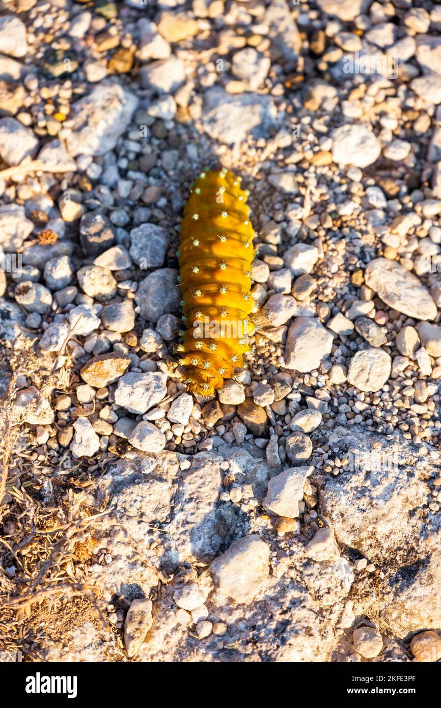 Worm stones hi-res stock photography and images - Alamy