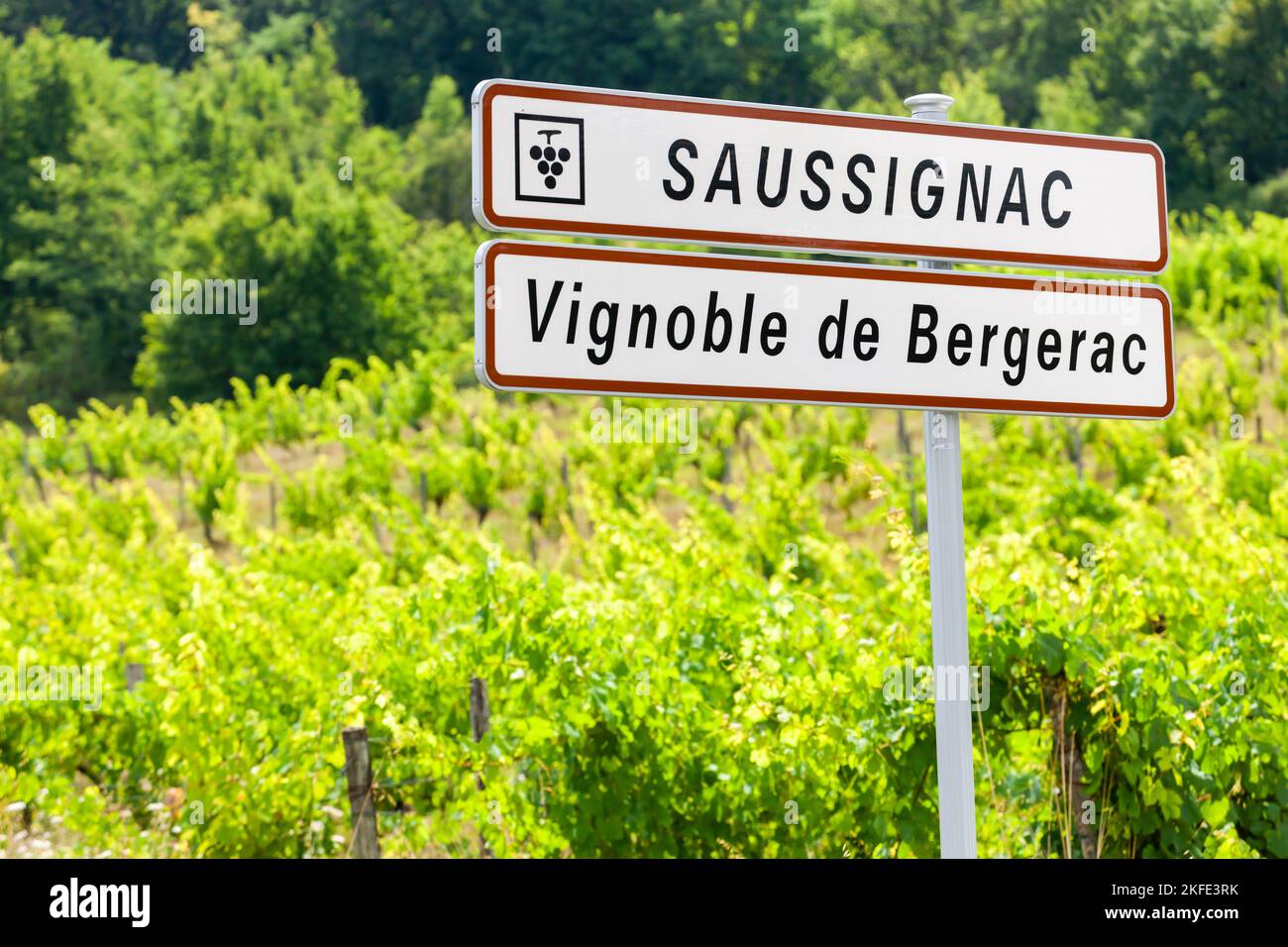 vineyard of Saussignac in Bergerac Region, Dordogne Deparment, France ...
