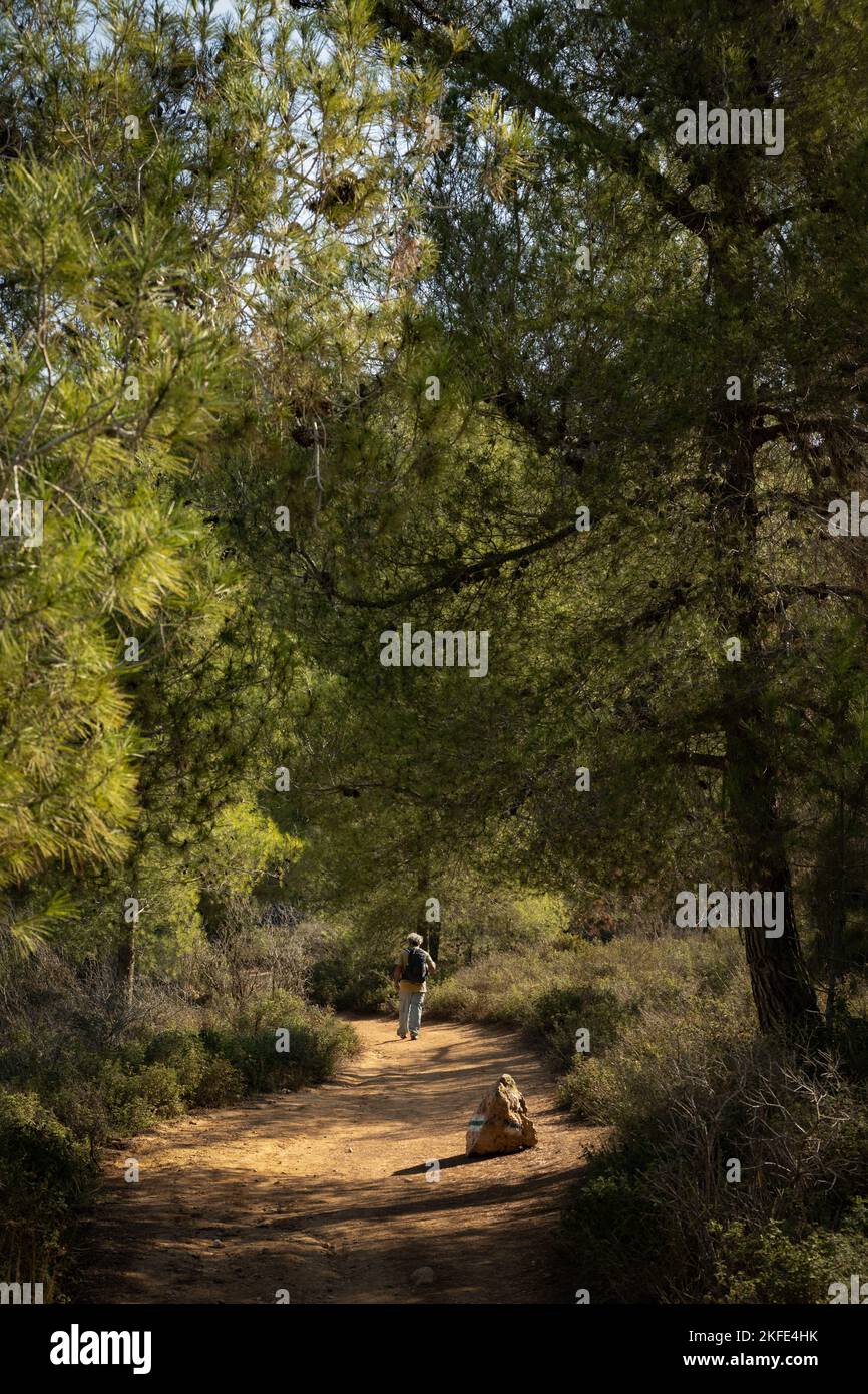 hiker walks on a forest trail Stock Photo - Alamy