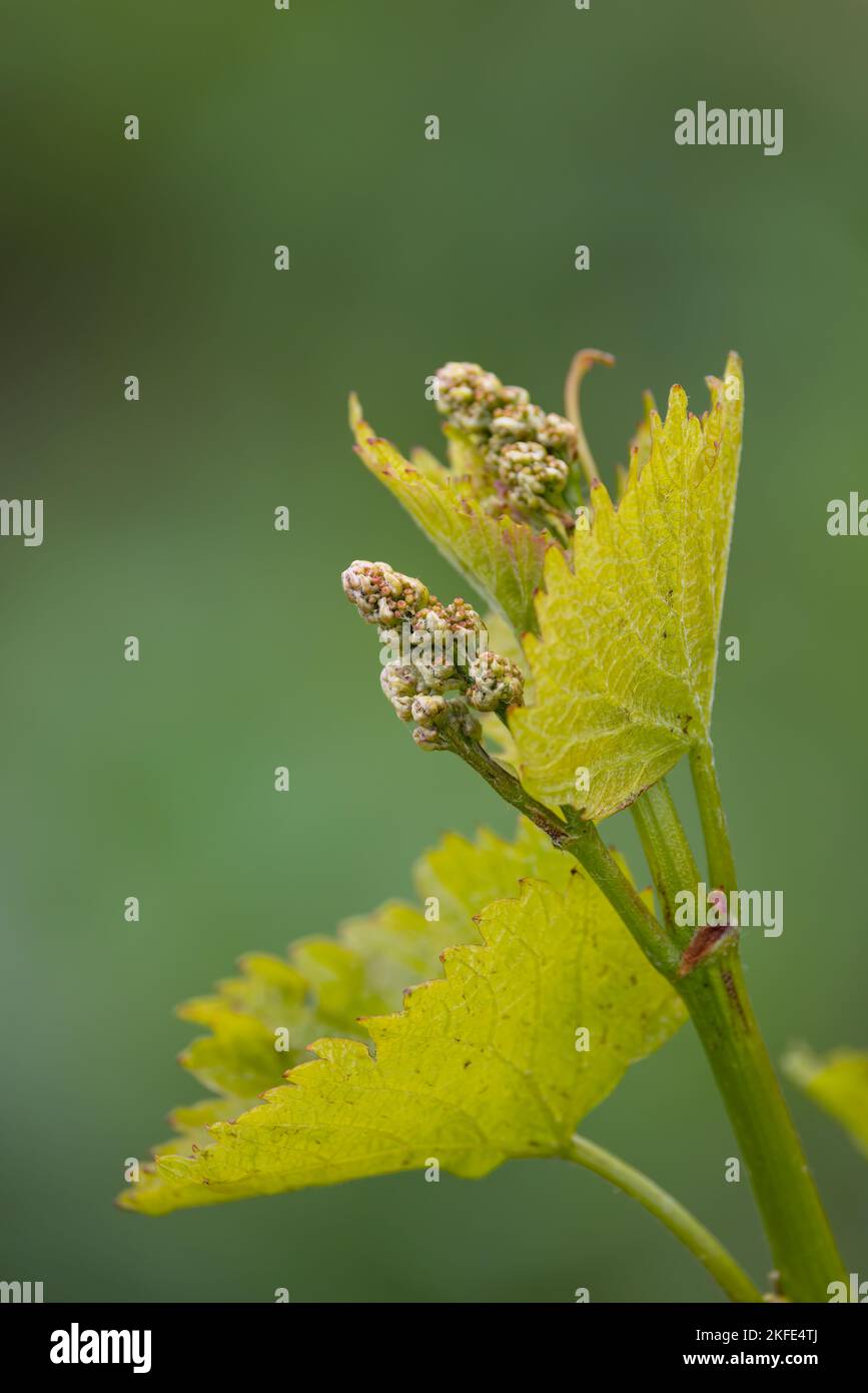 vine flowers in spring vineyard, Southern Moravia, Czech Republic Stock ...
