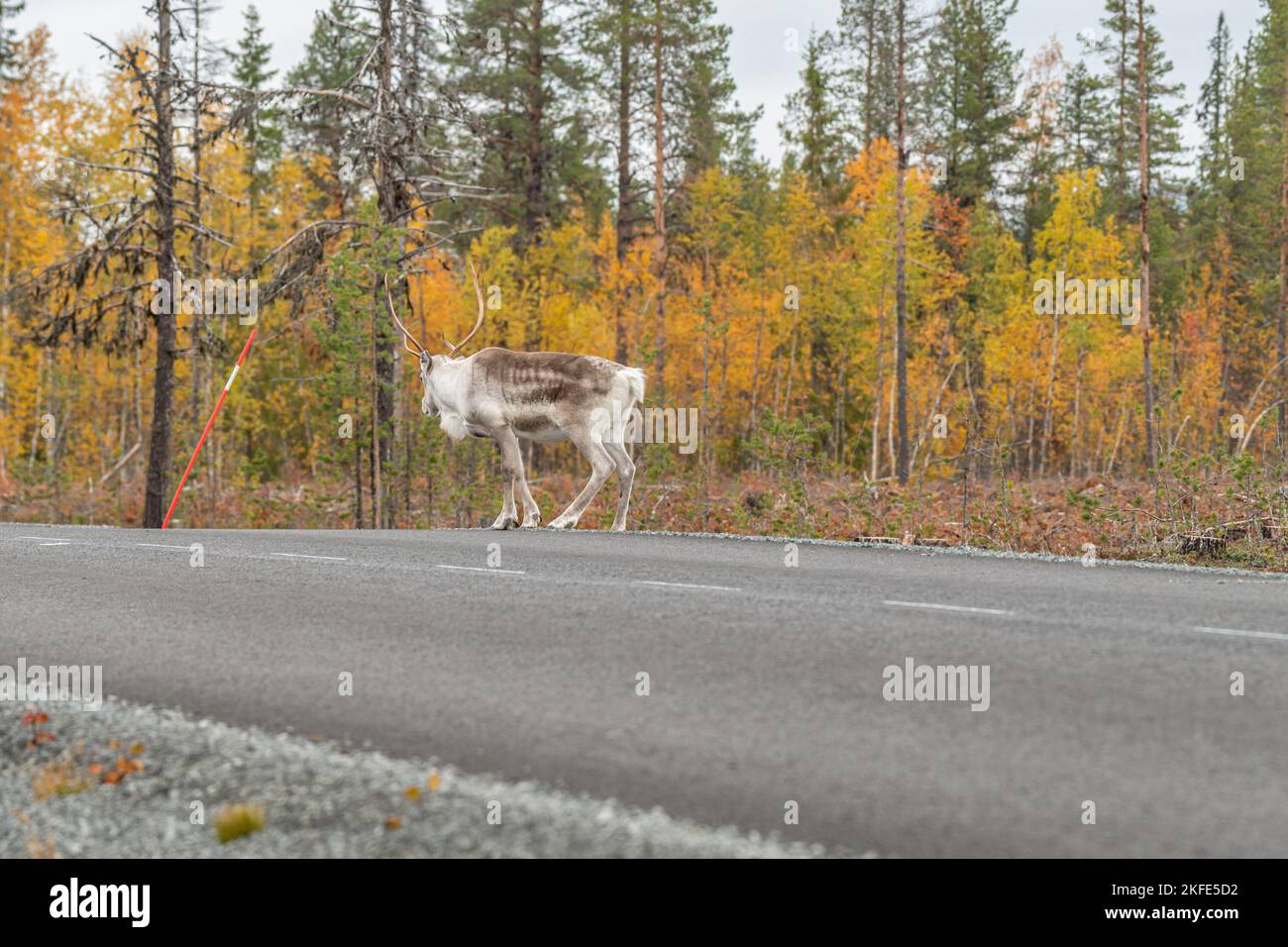 Reindeer Rangifer tarandus Herd and young calf spotted in northern part ...
