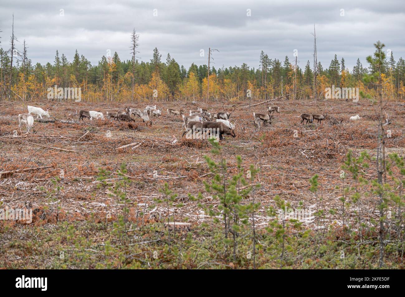Reindeer Rangifer tarandus Herd and young calf spotted in northern part ...