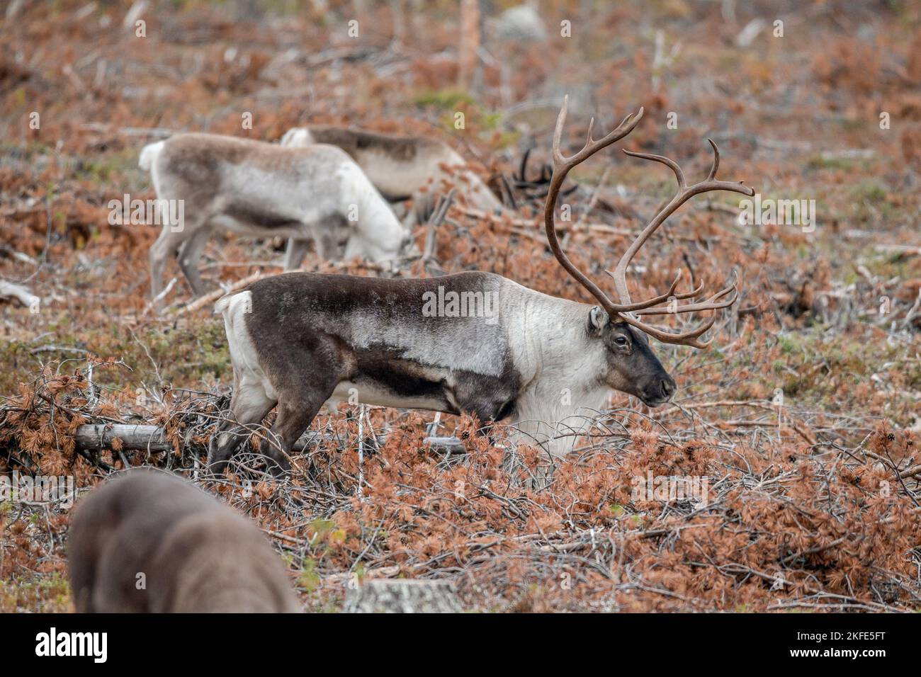 Reindeer Rangifer tarandus Herd and young calf spotted in northern part ...