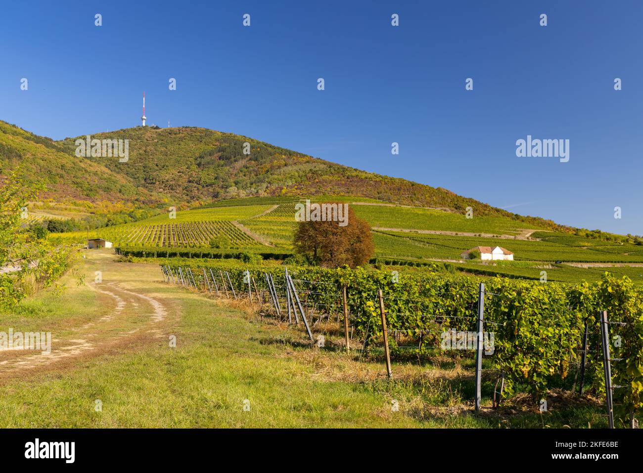 Tokaji landscape hi-res stock photography and images - Alamy