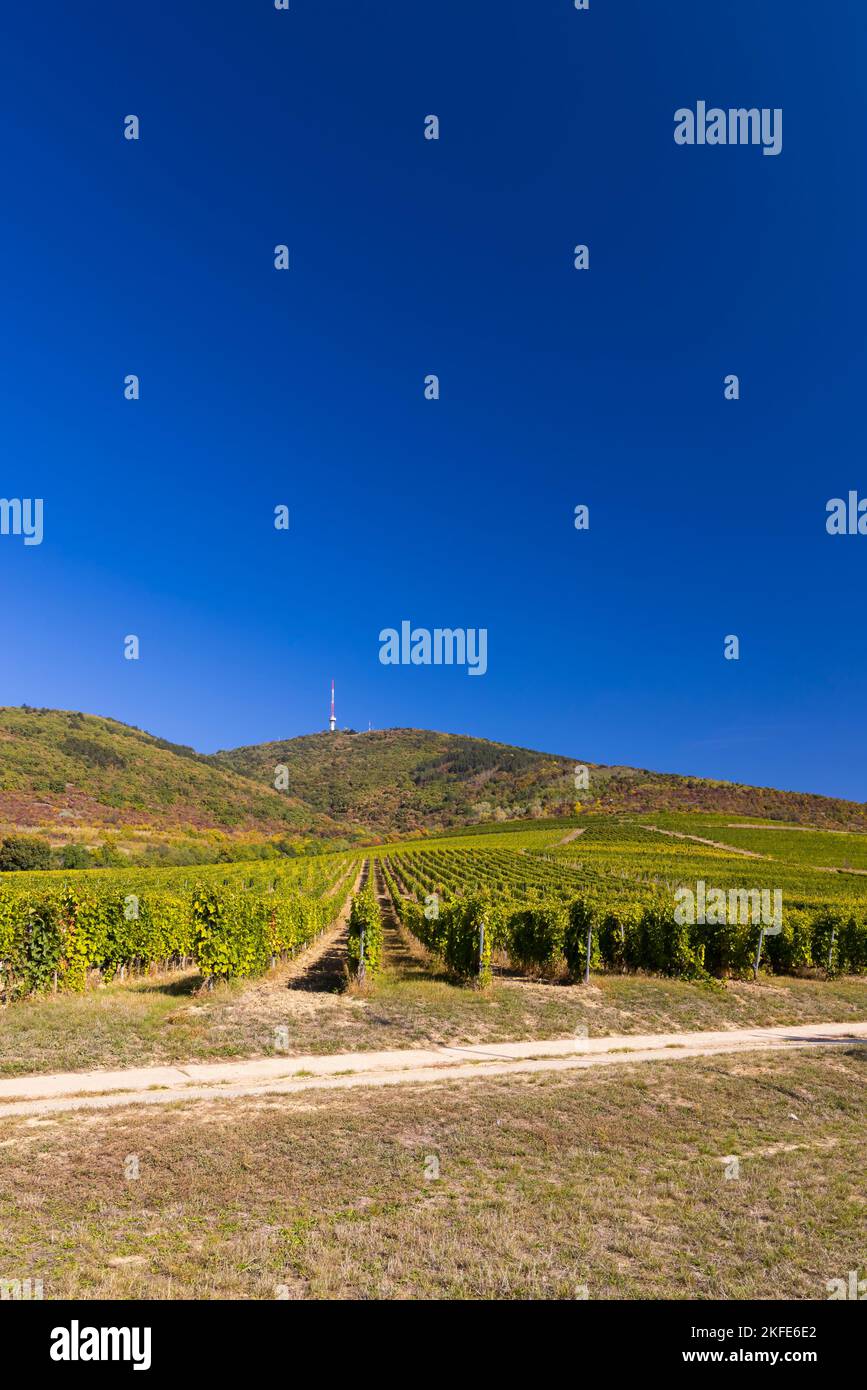 Tokaji hegy hi-res stock photography and images - Alamy