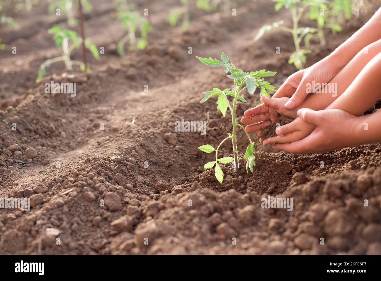 Mother and child working in the garden- Newly planted tomato plant in a ...