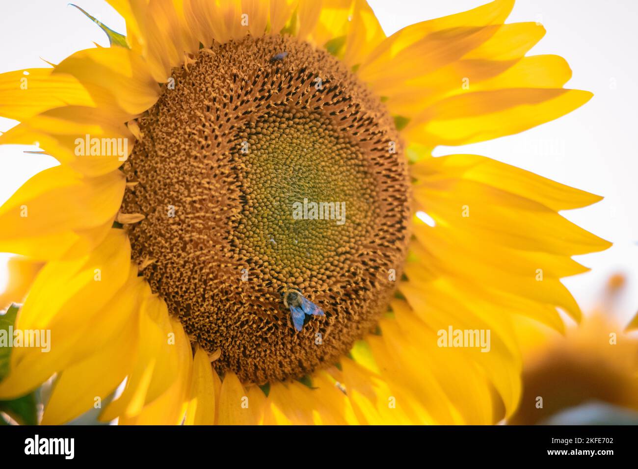 A closeup shot of a bright yellow sunflower and an insect sitting on ...