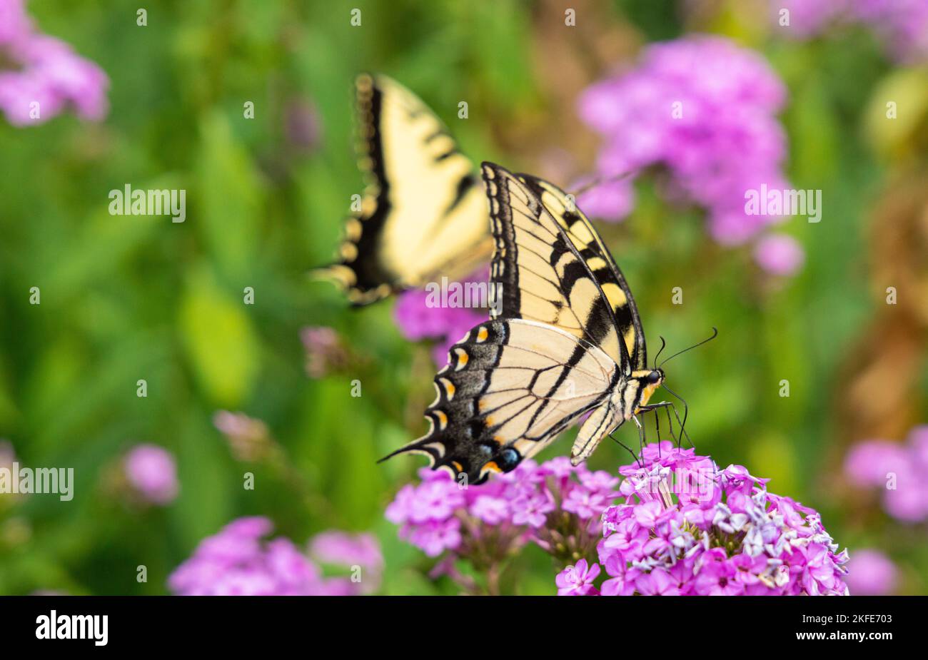 A closeup shot of Eastern tiger swallowtail butterflies collecting ...